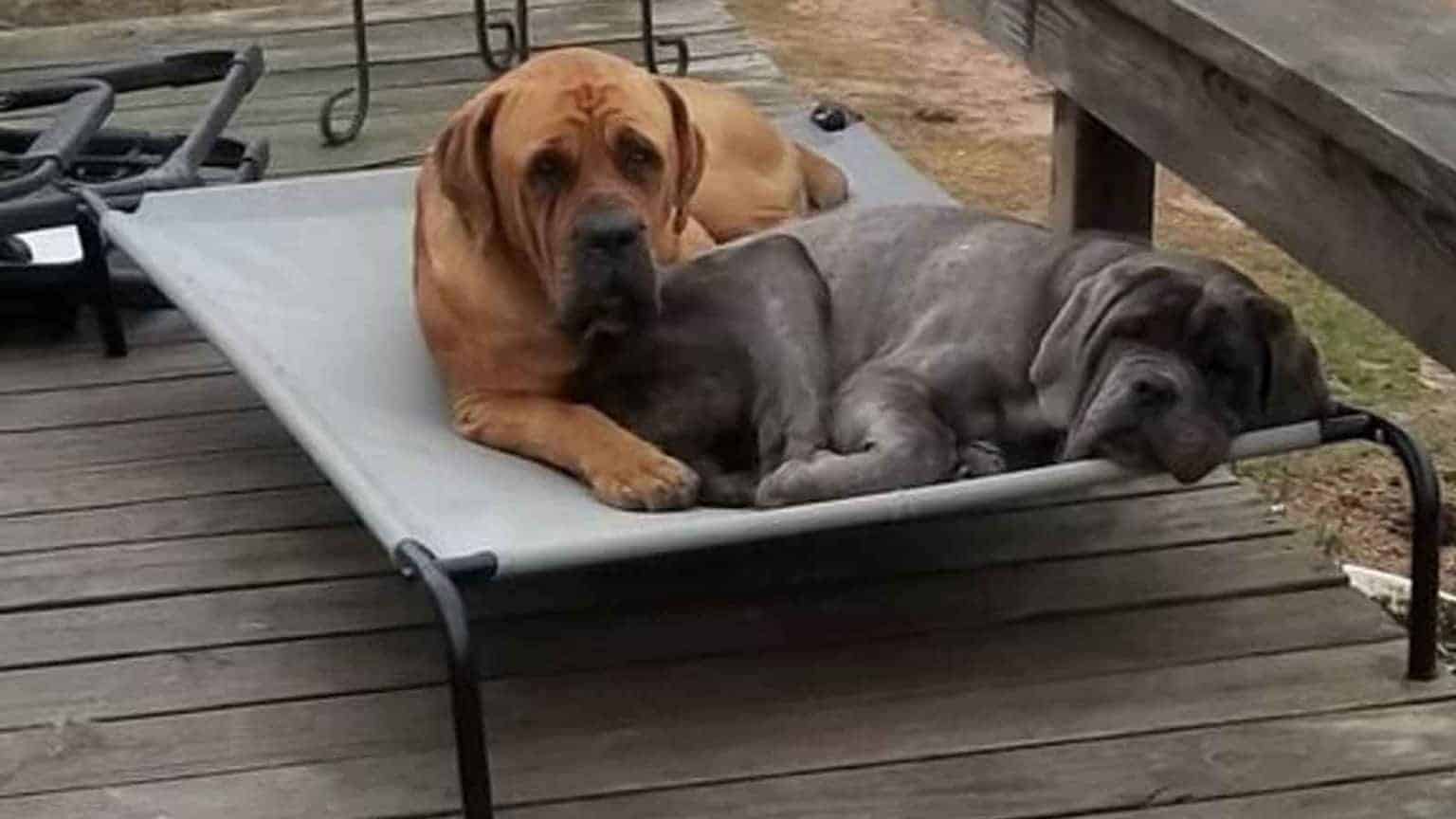 Home - Lone Star Mastiffs