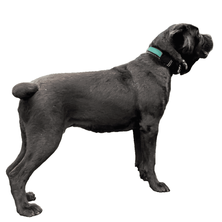 American Molossus – Lone Star Mastiffs