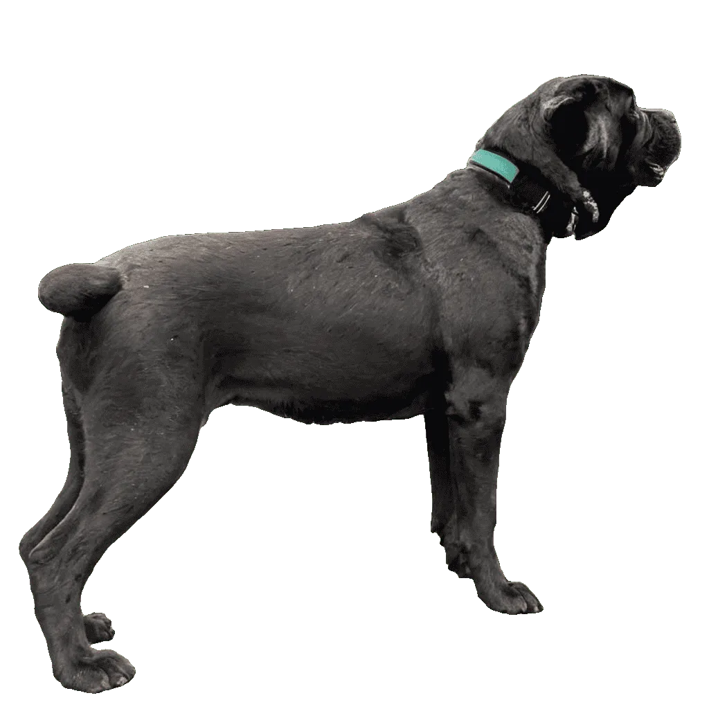 Molosser De Touro Americano American Molossus Lone Star Mastiffs