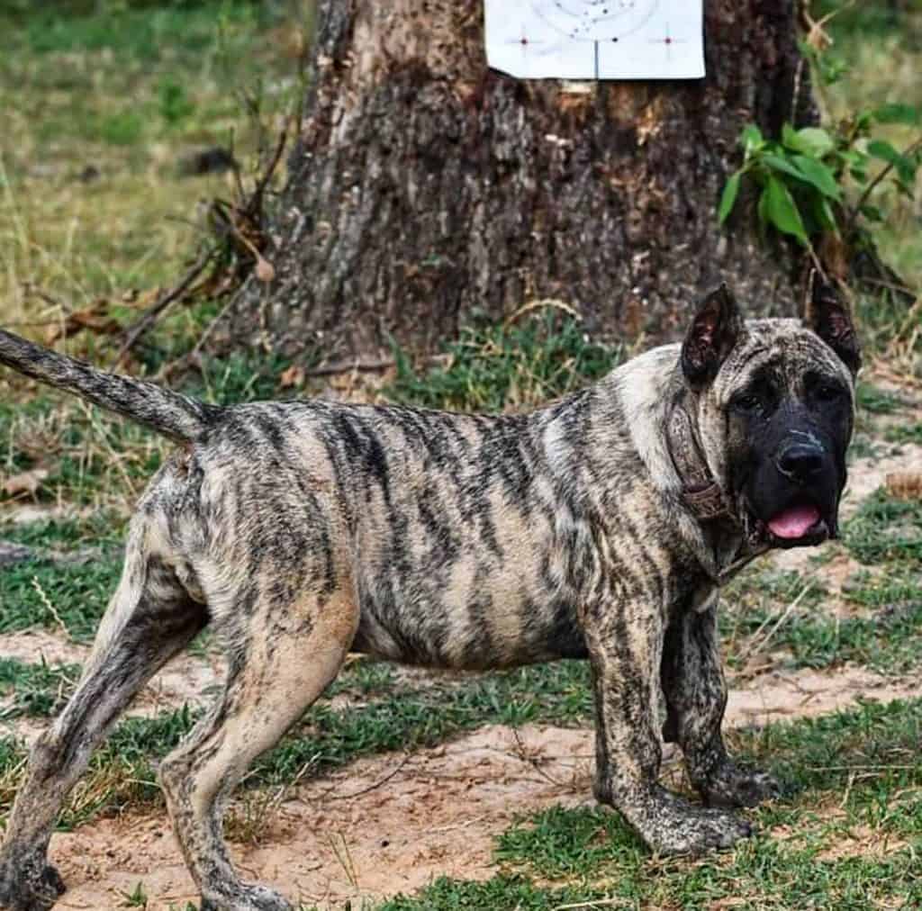 Lone Star Mastiffs