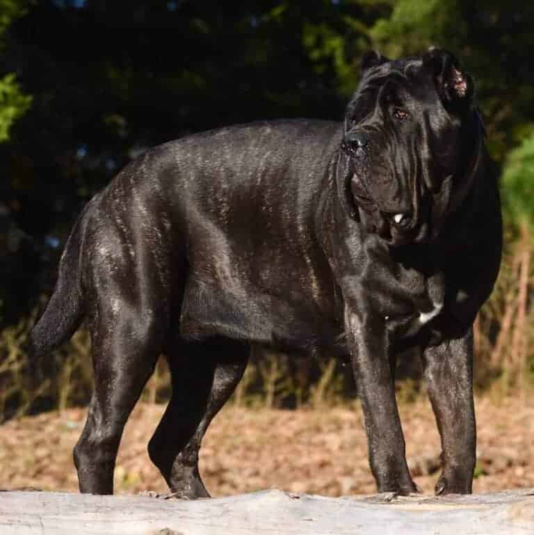 Ladies - Lone Star Mastiffs