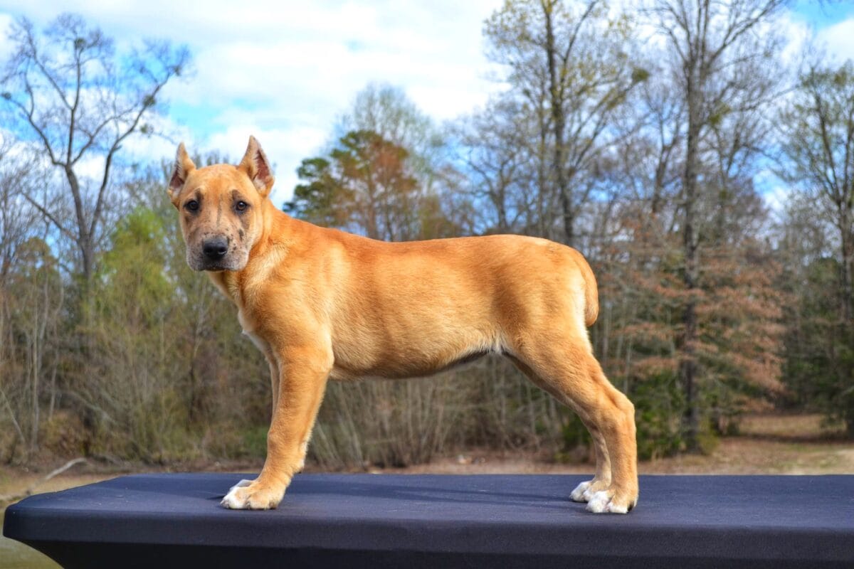 bull herders – Lone Star Mastiffs