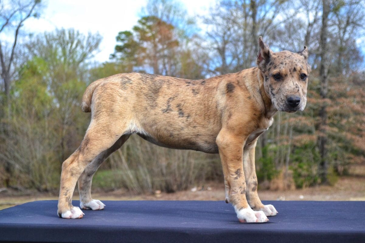 bull herders – Lone Star Mastiffs