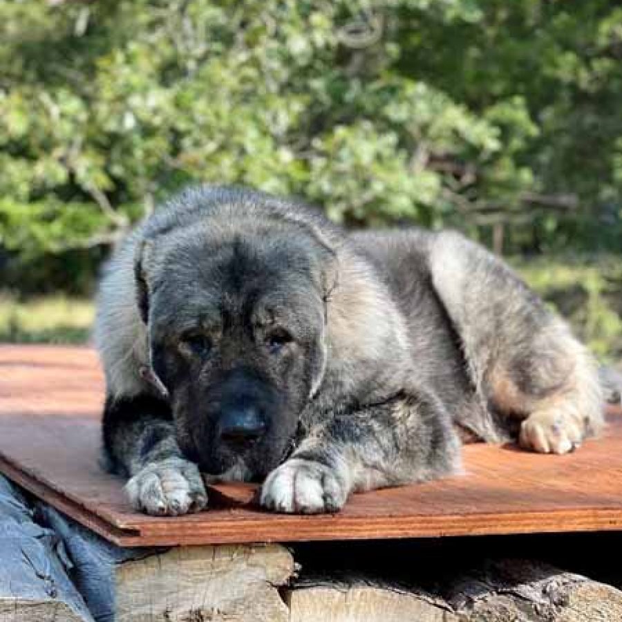 Ladies - Lone Star Mastiffs