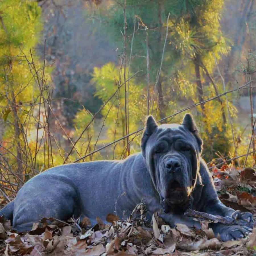 Ladies - Lone Star Mastiffs