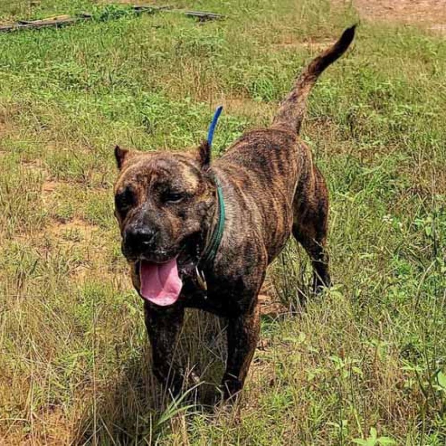 Ladies - Lone Star Mastiffs